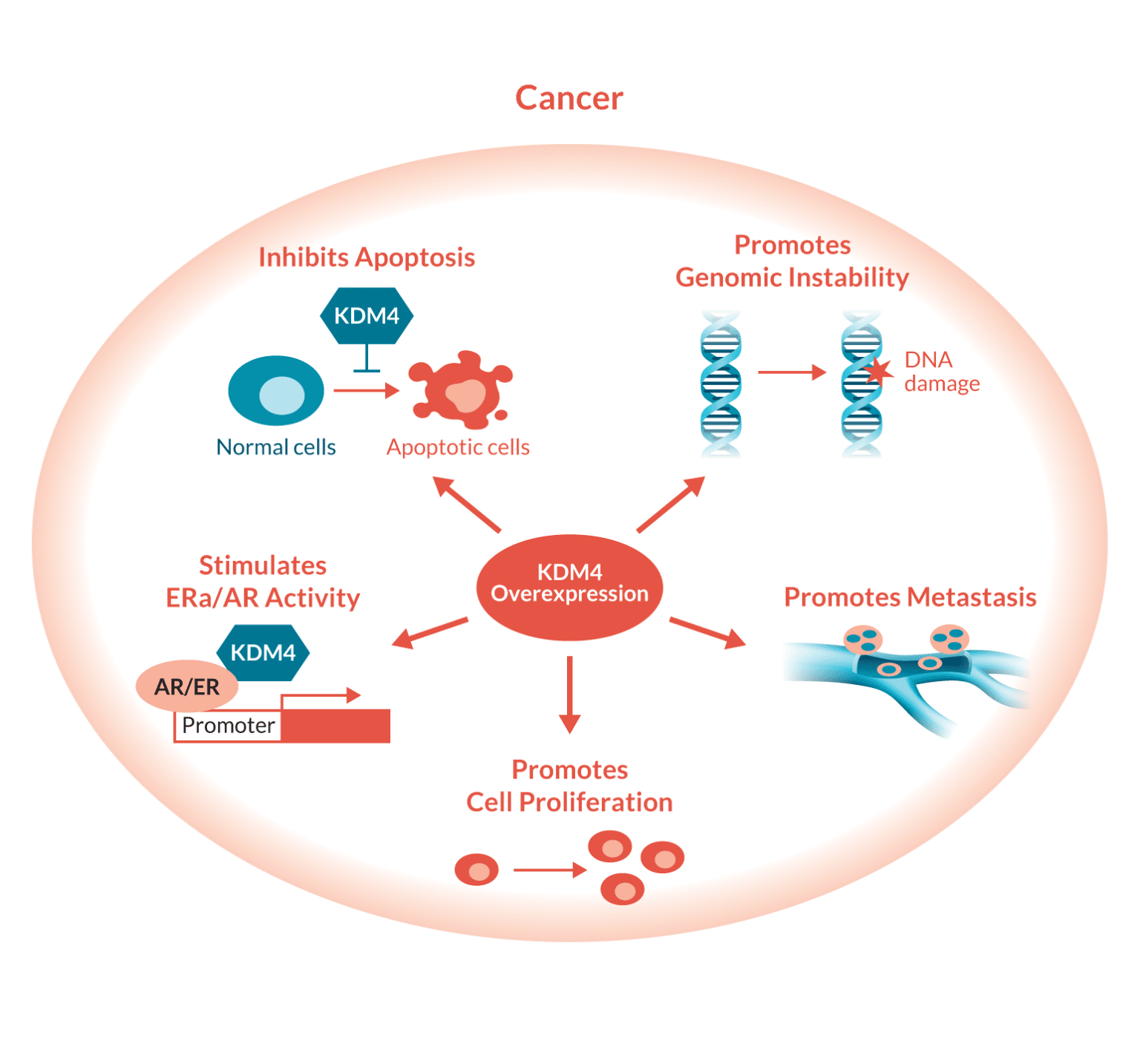 TACH101 is the only KDM4 inhibitor in development | Tachyon