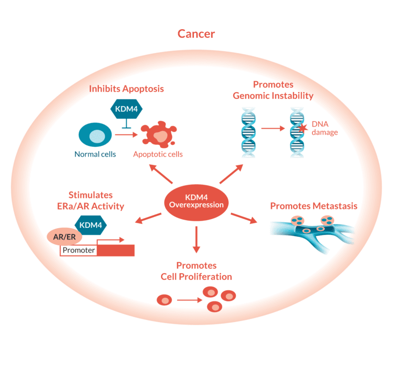 TACH101 is the only KDM4 inhibitor in development | Tachyon